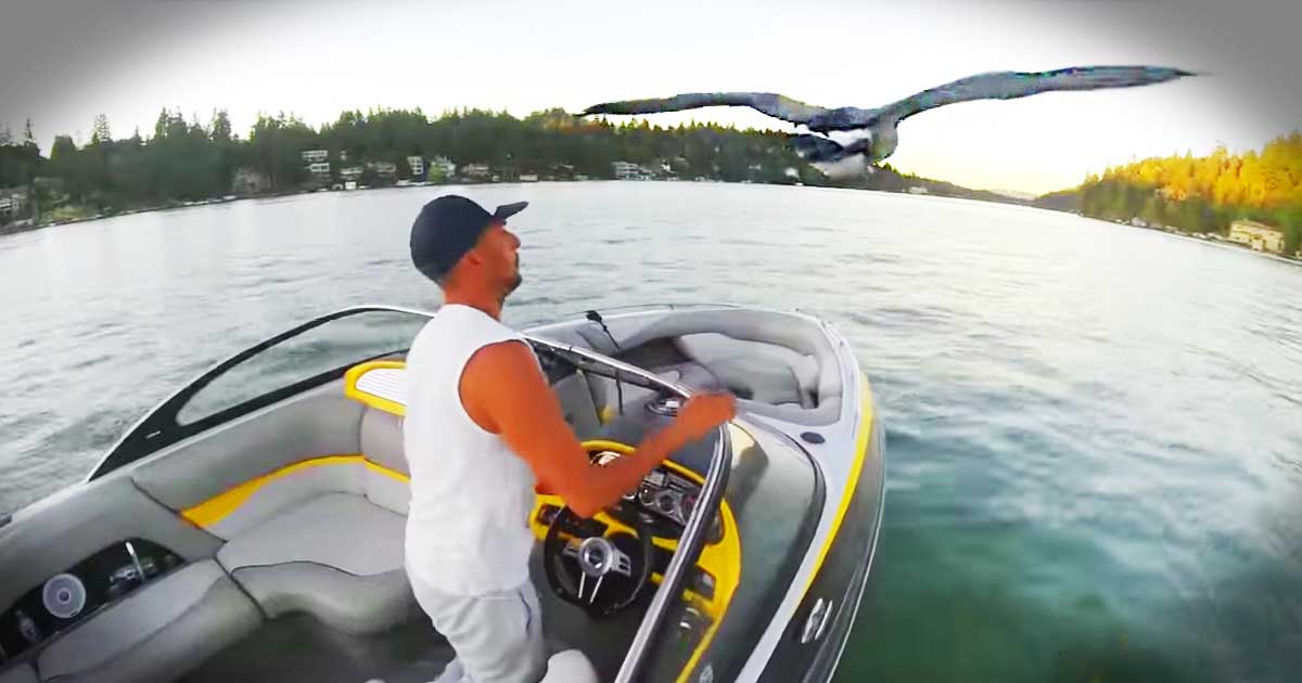 This Unbelievable Friendship Between a Goose And a Man Will AMAZE You ...