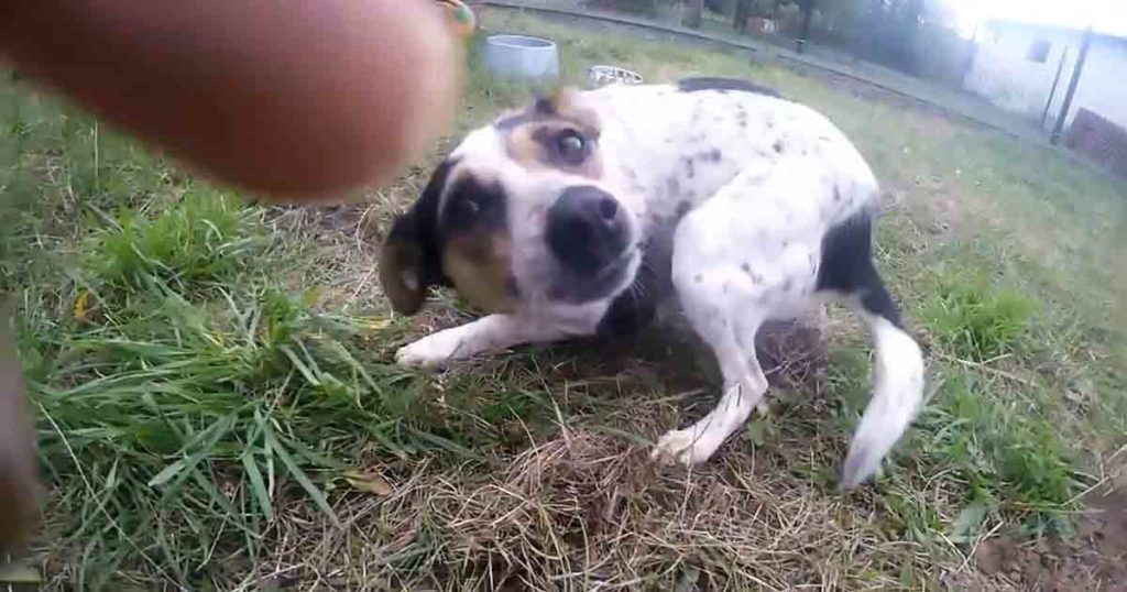 Dexter The Dog Walks Like A Human For A Heartwarming Reason | FaithPot