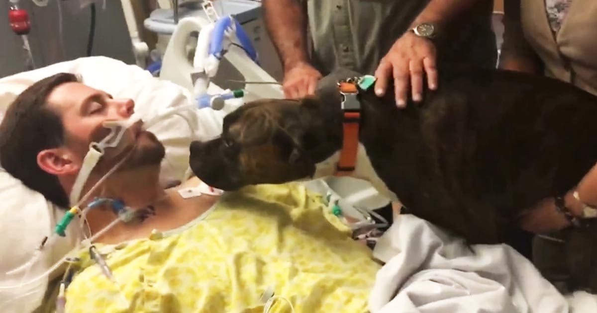 Heartbreaking Video - Dog's Final Goodbye To Her Dying Owner At ...
