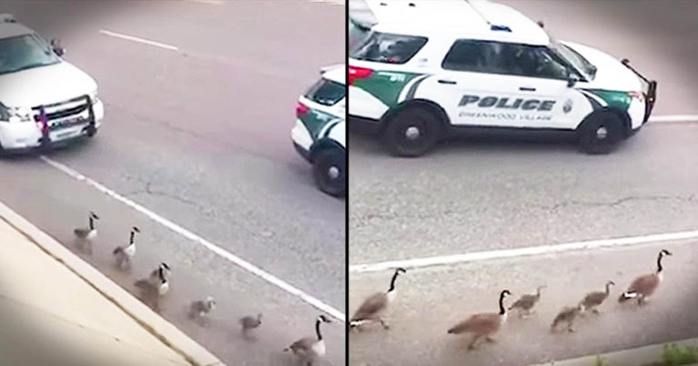 Police Officers Go Beyond Call Of Duty To Help Elderly Woman | FaithPot