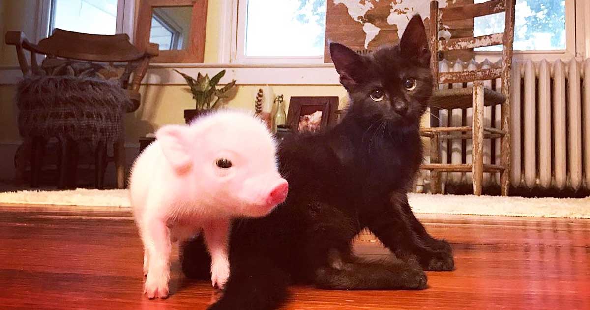 Adorable Video Shows An Orphaned Piglet Comforting A Disabled Kitten ...