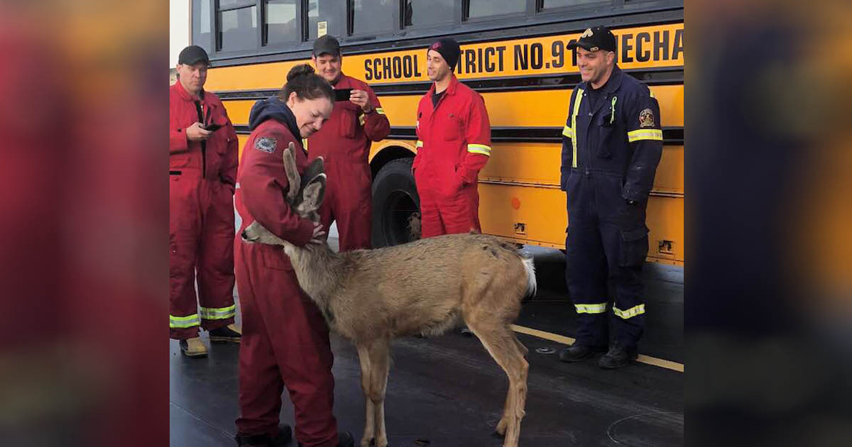 Heartwarming Picture Of Deer Hugging Firefighter Goes Viral | FaithPot