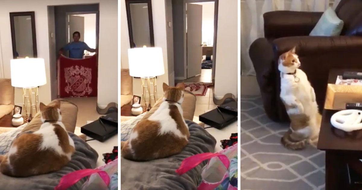 Hilarious Video Of Cat Having An 'Existential Crisis Moment' After ...