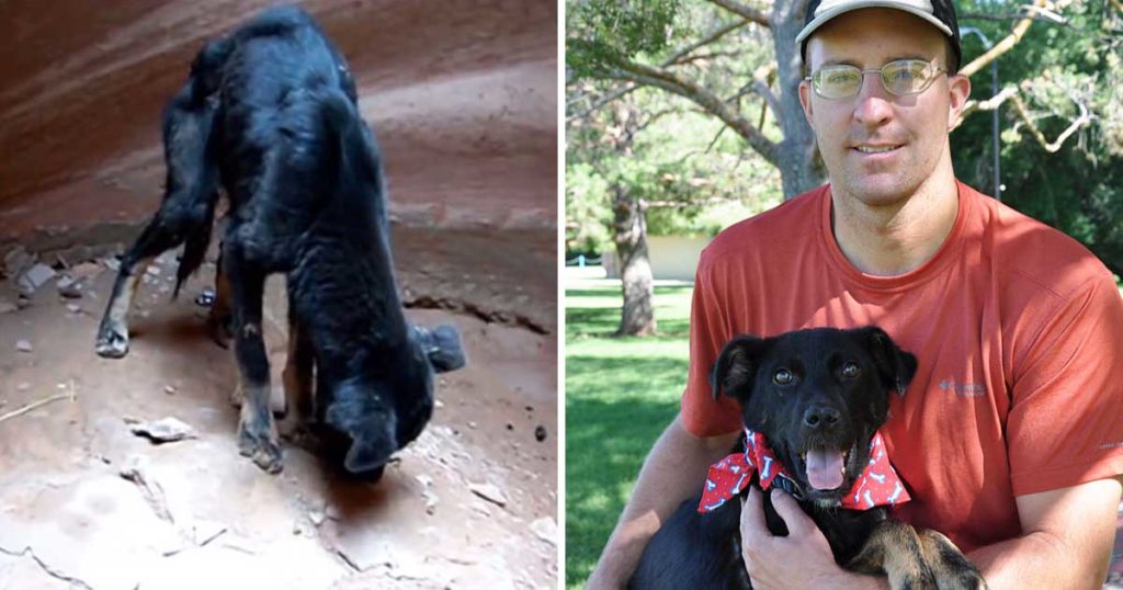 Courageous Border Collie Saves Sheep From Australian Bushfires | FaithPot