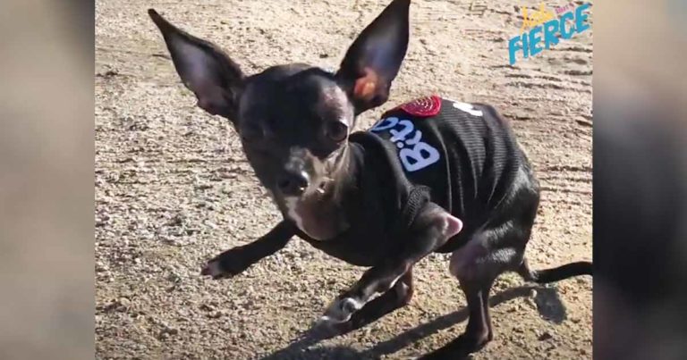 Dog Rescuer Cries On Seeing Tiny Deformed Pup Adopted From Rescue ...