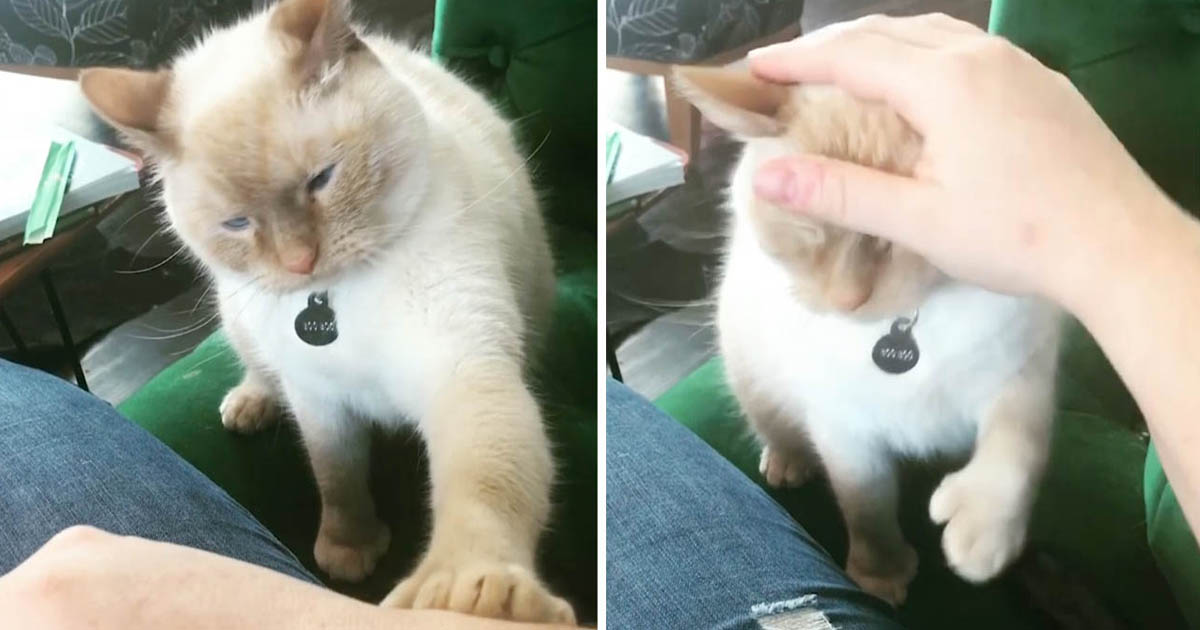 Video Of Perplexed Cat Looking Shocked On Seeing Her Own Ears In The ...