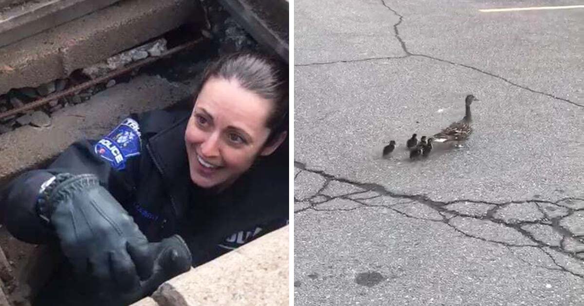 Police Officer Dives Into Storm Drain To Save Five Ducklings As Mother ...
