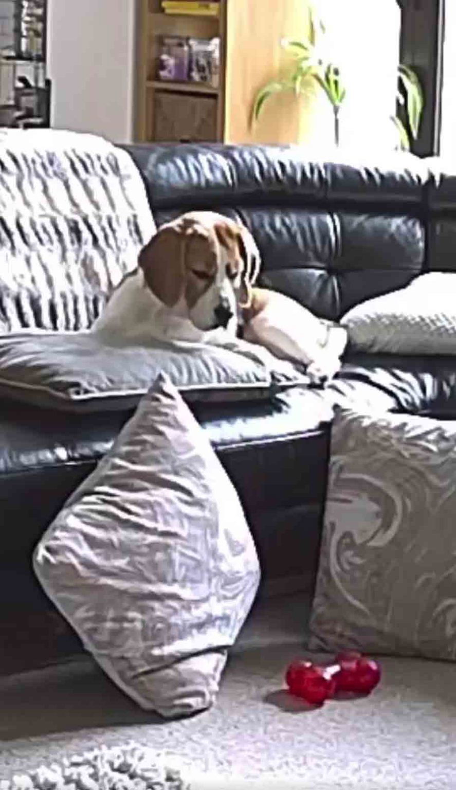 Dog's Reaction To Dropping His Toy Will Make You Smile | FaithPot