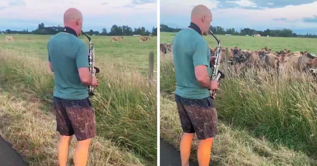 Animal Stories, Rescue Stories, Funny Cats, Dogs