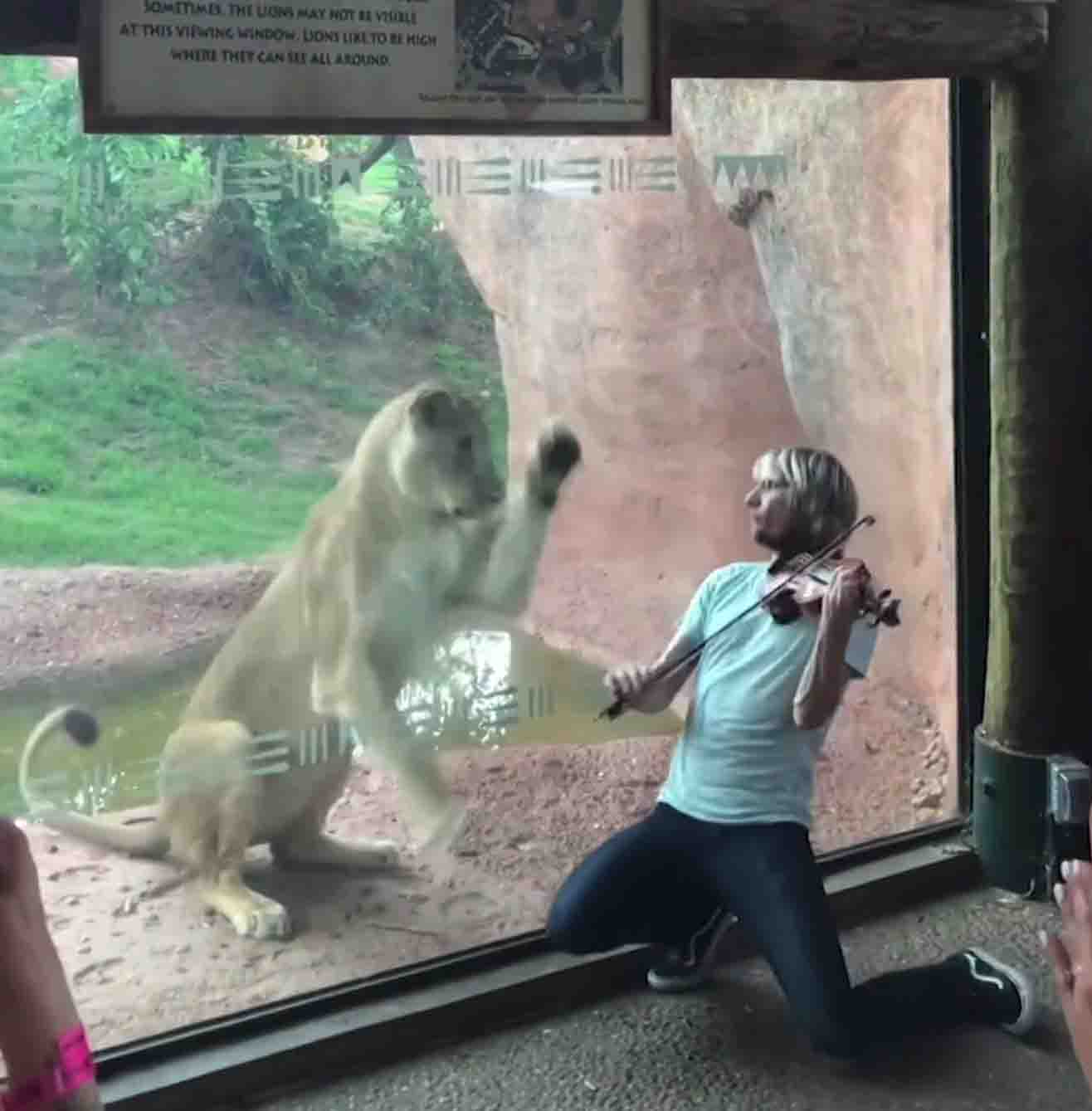 Violinist Tries To Serenade Lioness And Hilarious Reaction | FaithPot