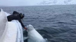 Beluga Whale Captured On Camera Playing Fetch With Rugby Fans | FaithPot