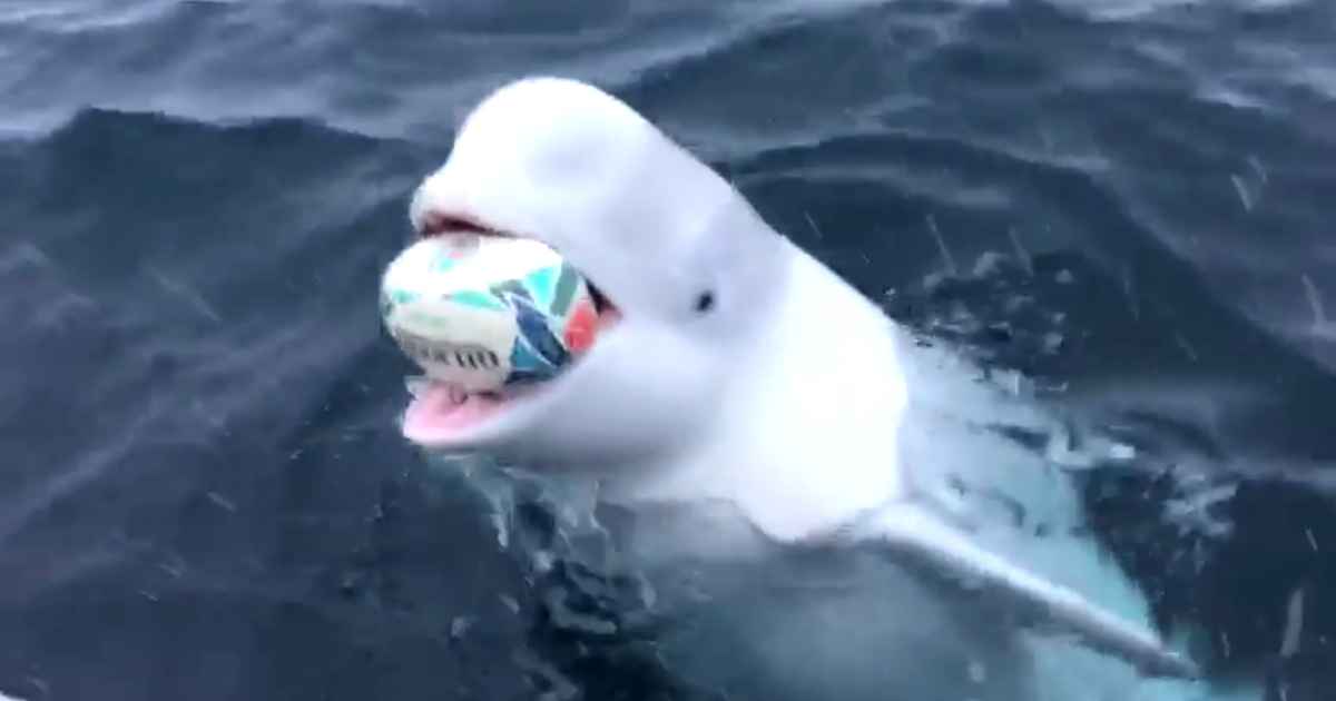 Beluga Whale Captured On Camera Playing Fetch With Rugby Fans | FaithPot