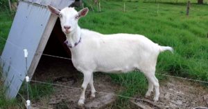 Depressed Cow Reunites With Stolen Therapy Goat | FaithPot