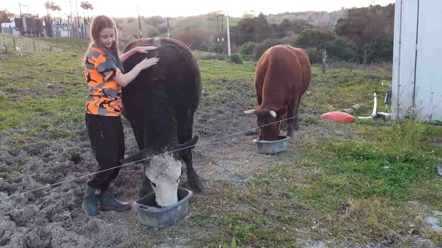 Depressed Cow Reunites With Stolen Therapy Goat | FaithPot