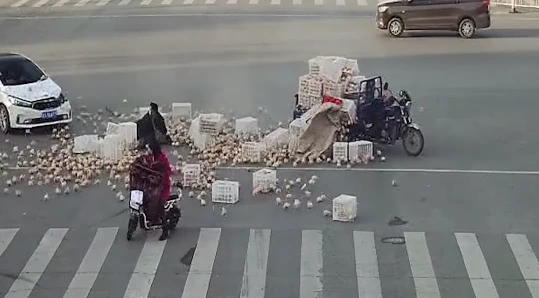 People Come Together To Help Clear Massive Fruit Spill After Accident ...
