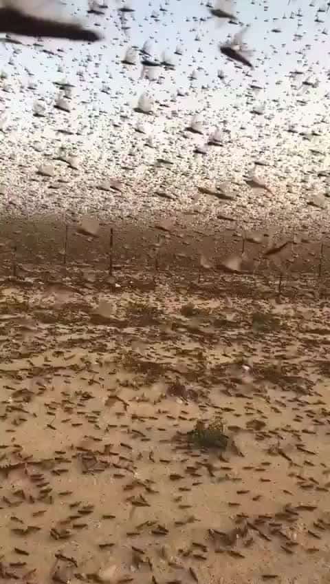 Day Turns To Night As Biblical Prophecy Of Locust Plague Comes To Pass ...