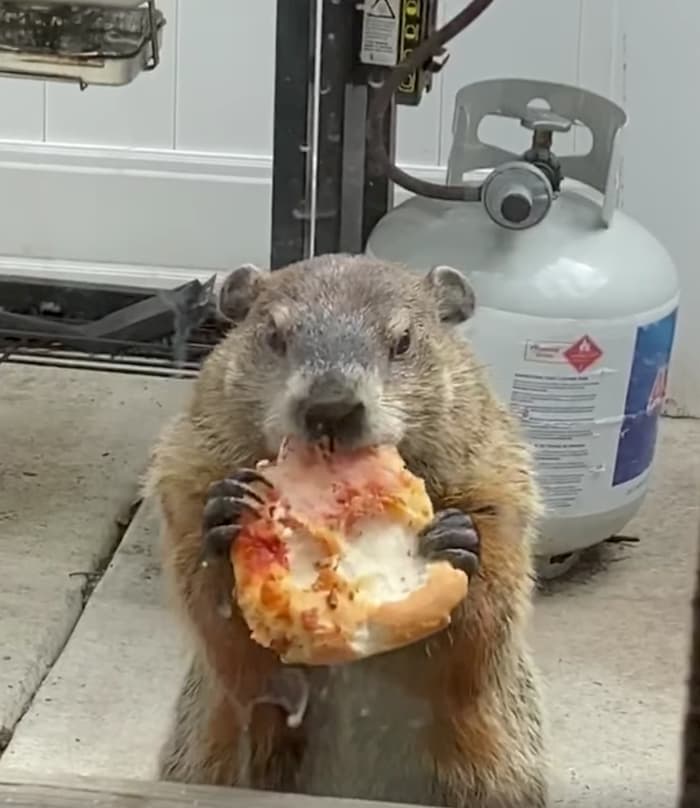 Cute Moment When Groundhog Eats Pizza Outside Woman's Door | FaithPot