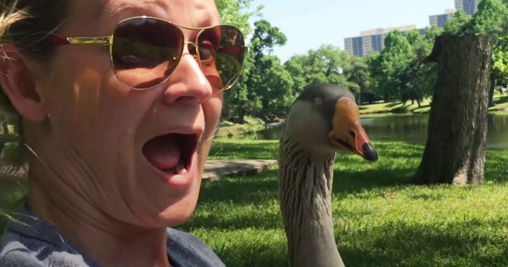 Unlikely Friendship Between Woman And Goose Is Bringing Much-Needed ...