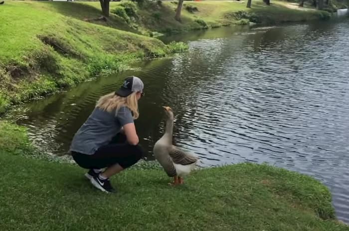Unlikely Friendship Between Woman And Goose Is Bringing Much-Needed ...