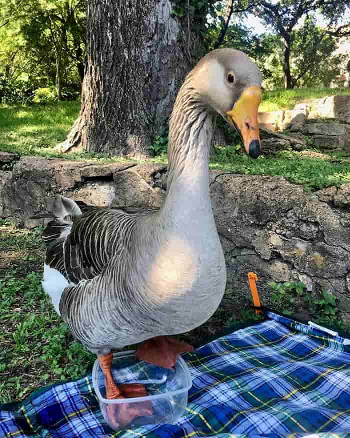 Unlikely Friendship Between Woman And Goose Is Bringing Much-Needed ...