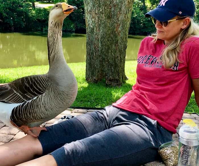 Unlikely Friendship Between Woman And Goose Is Bringing Much-Needed ...