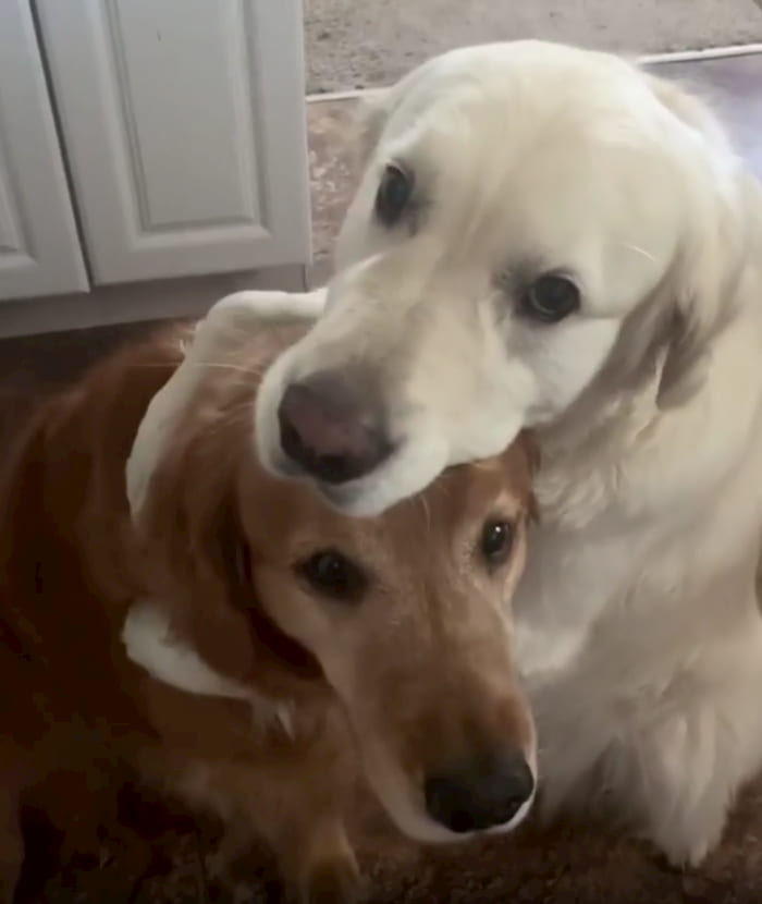 Golden Retriever Apologizes To Brother With Huge Hug After Stealing His ...