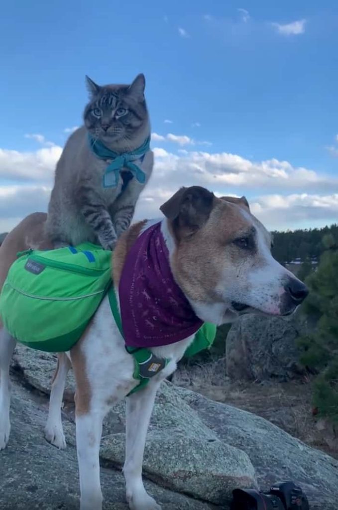 This Adorable Dog And Cat Are Inseparable Friends | FaithPot