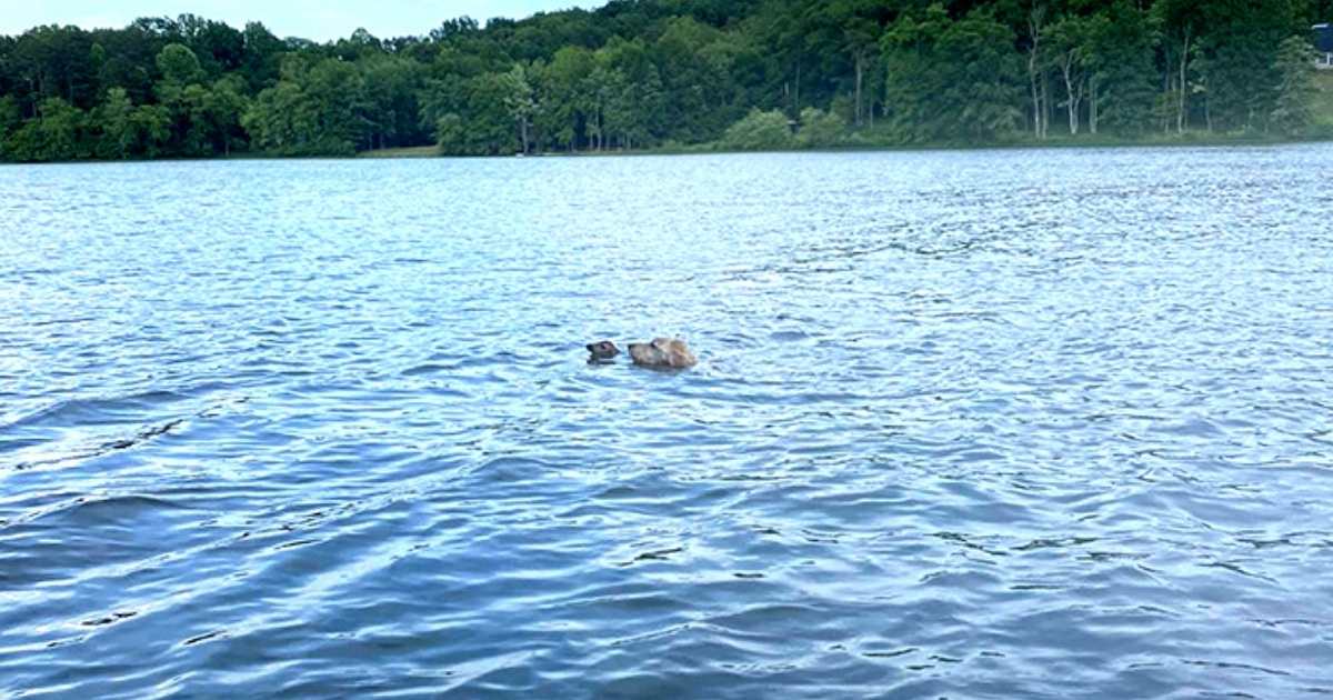 Dog Jumps Into Lake To Save Baby Deer From Drowning | FaithPot