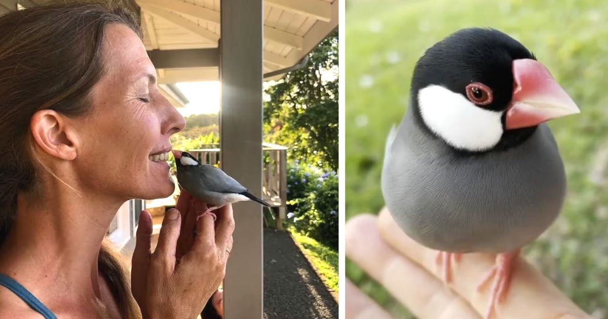 Bird Visits His Human Every Morning For Cuddles And Even Sings To Her ...