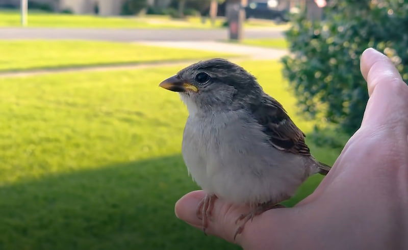 Couple Rescues A Baby Sparrow And Raises Her Like Their Own | FaithPot