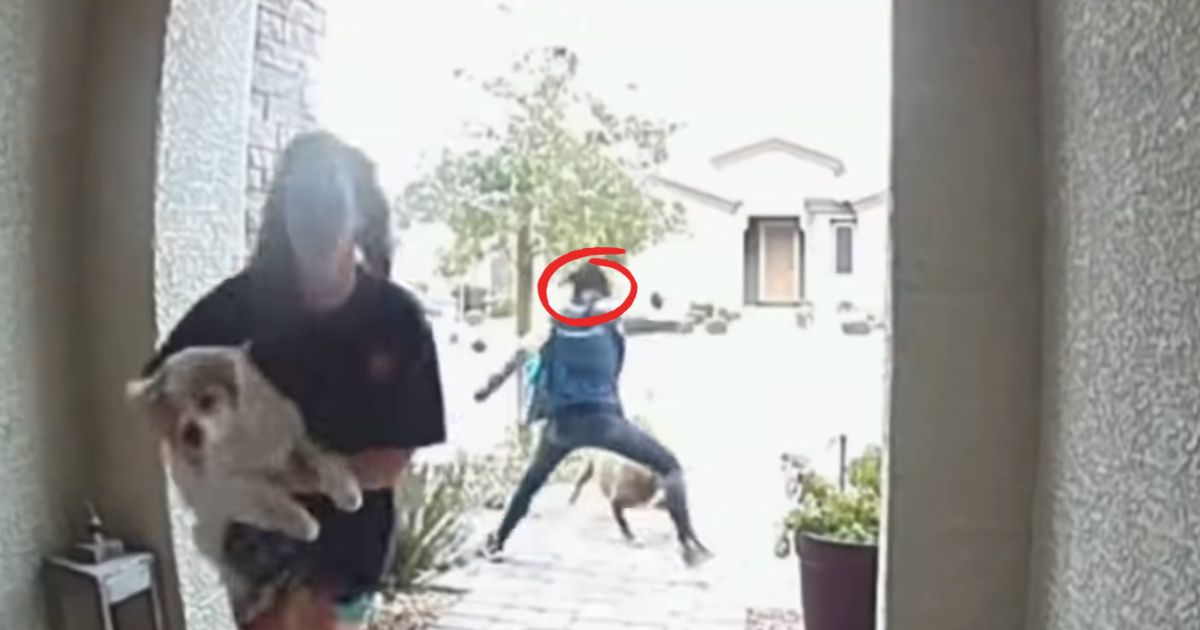 Hero Amazon Driver Saves Woman From Dog Attack | FaithPot