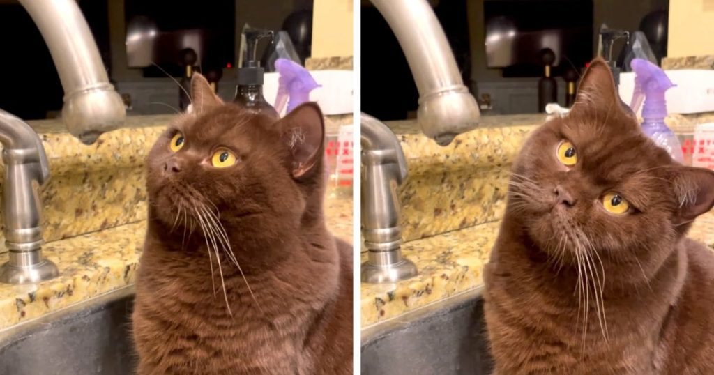 Video Of Perplexed Cat Looking Shocked On Seeing Her Own Ears In The ...