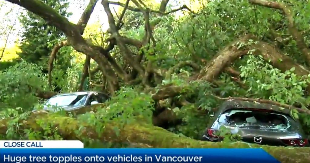 Family Of Five Including Pregnant Woman Survive Massive Tree Crash