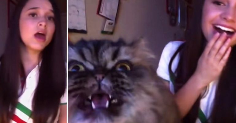 Cat Singing Opera Video Will Crack You Up Today | FaithPot
