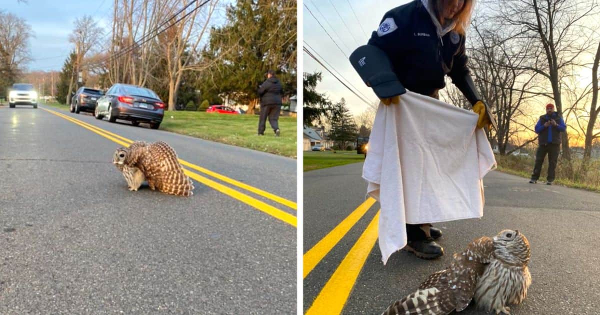 Entire Neighborhood Spring Into Action To Help Save Hurt Owl | FaithPot