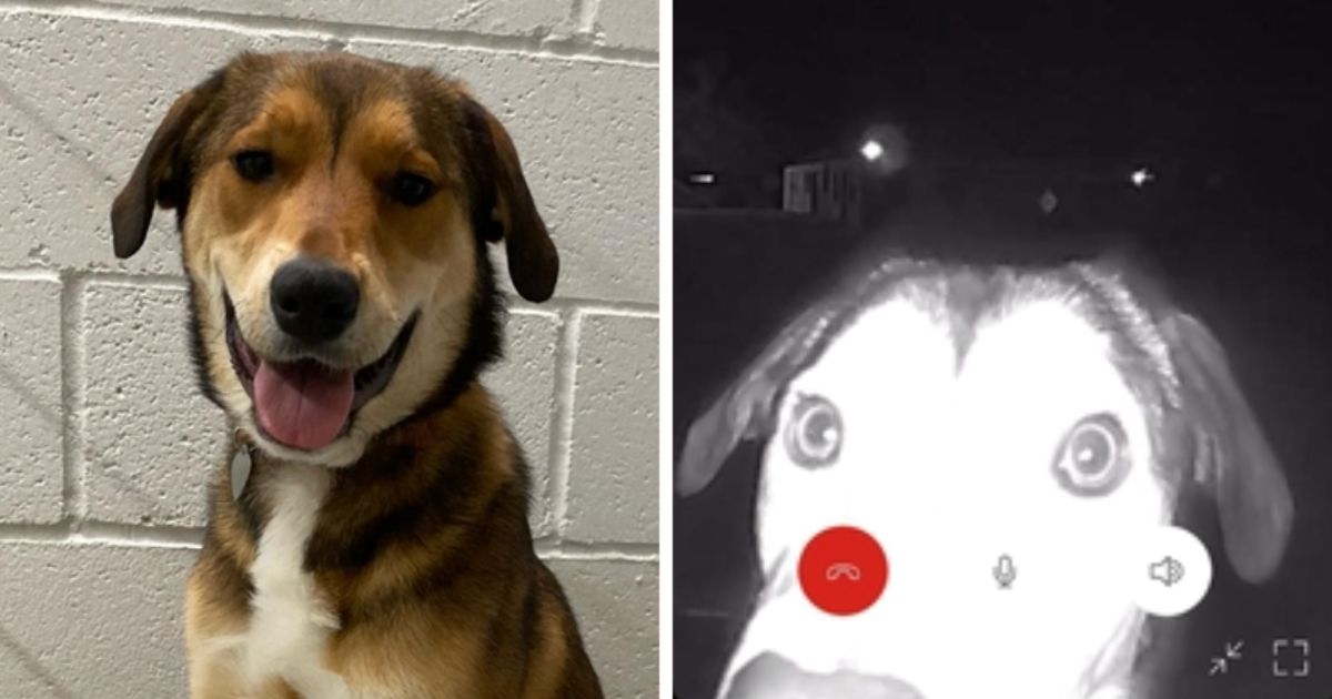 Lost Dog Makes Incredible 10-Mile Journey Back to Former Shelter, Rings ... Lost Dog Makes Incredible 10-Mile Journey Back to Former Shelter, Rings ...