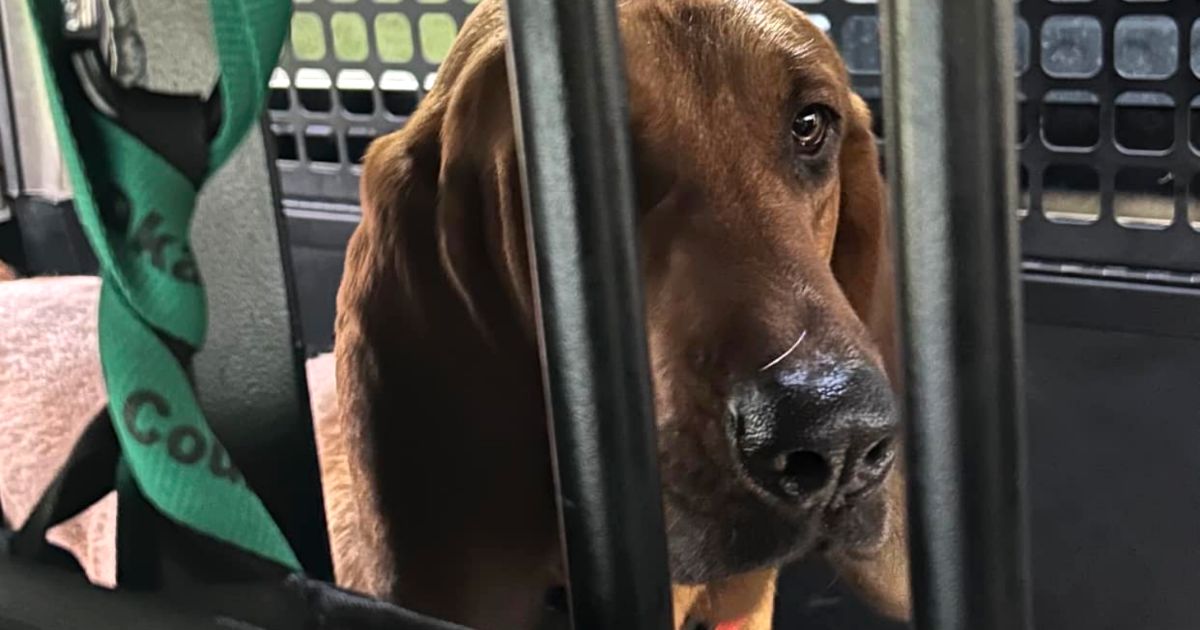 K9 Locates Missing Boy with Autism in his First Mission | FaithPot