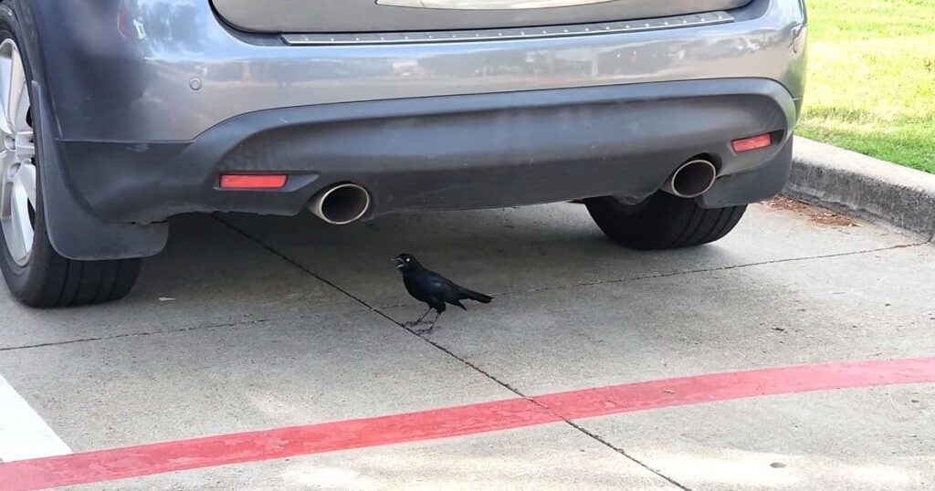 Bird Perfectly Imitates Car Ignition Sound | FaithPot