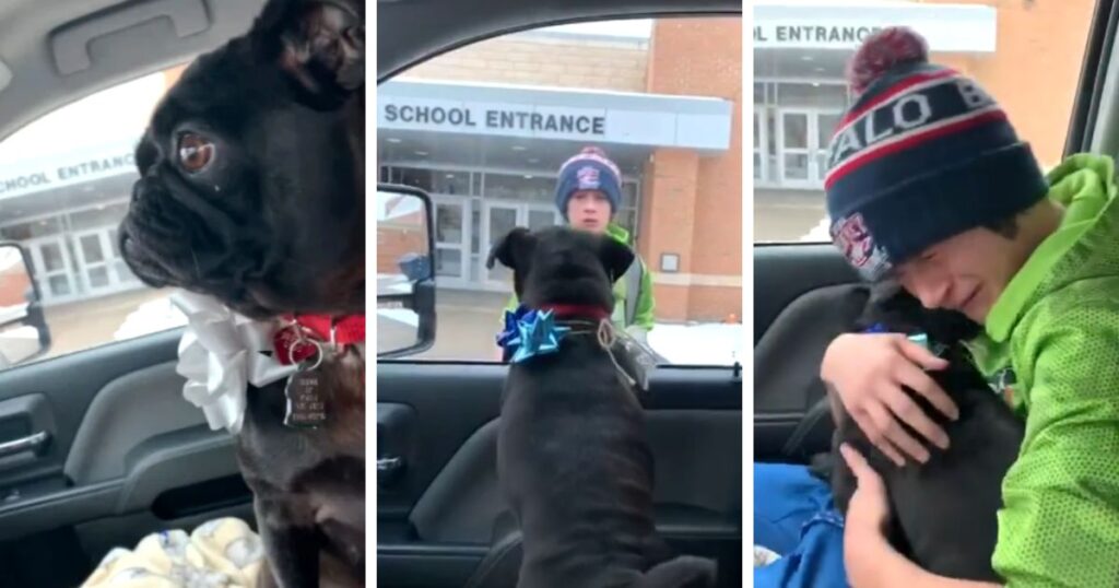 Young Boy Has Emotional Reunion with Lost Pug Puppy After 2 Weeks ...