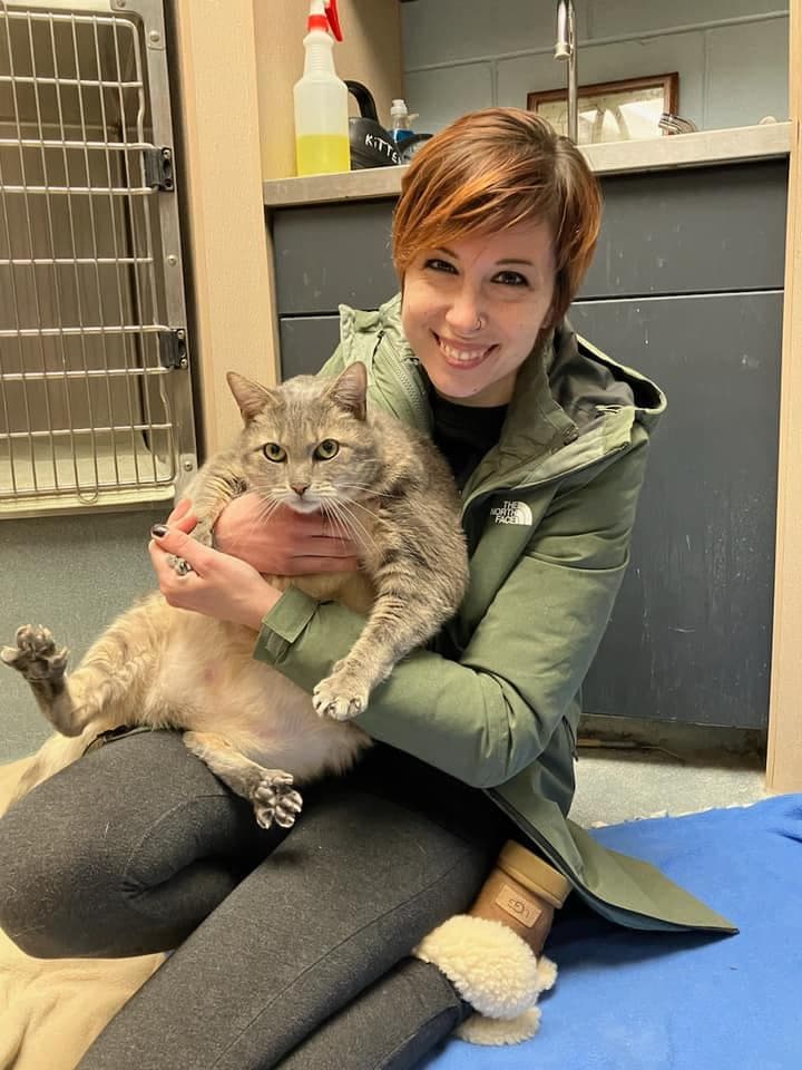 28-Pound Cat 'Frosty' Rescued by Shelter Goes Viral, Finds Forever Home ...