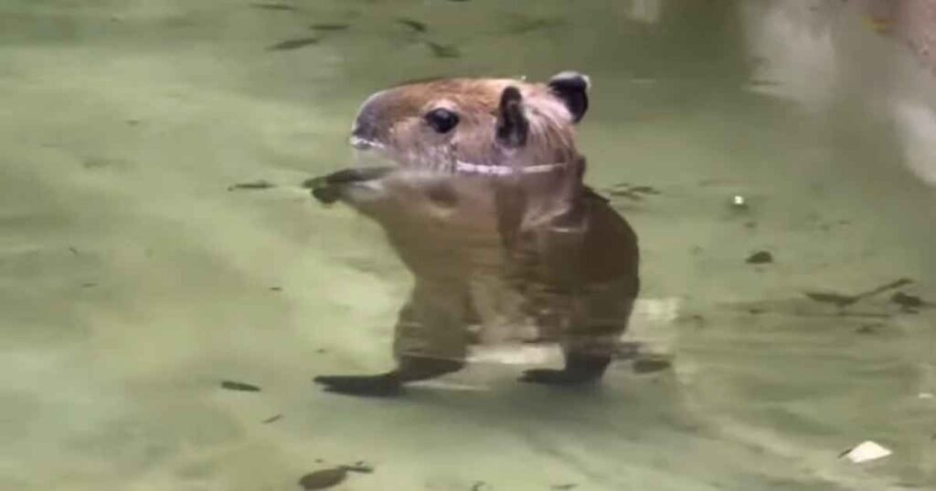 Baby Capybara Thriller Dance at Miami Zoo Goes Viral | FaithPot