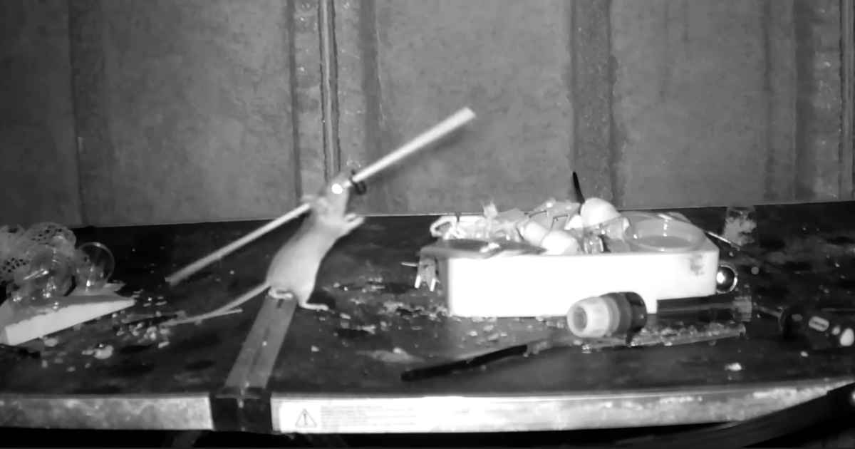 Mouse Cleans Up Man's Shed Every Night And It's All Caught on Video ...
