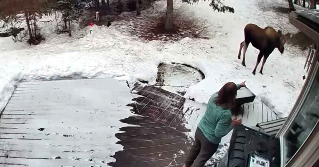 Woman Stops Massive Moose Chasing Tiny Dog in Tracks With Her 'Mom ...